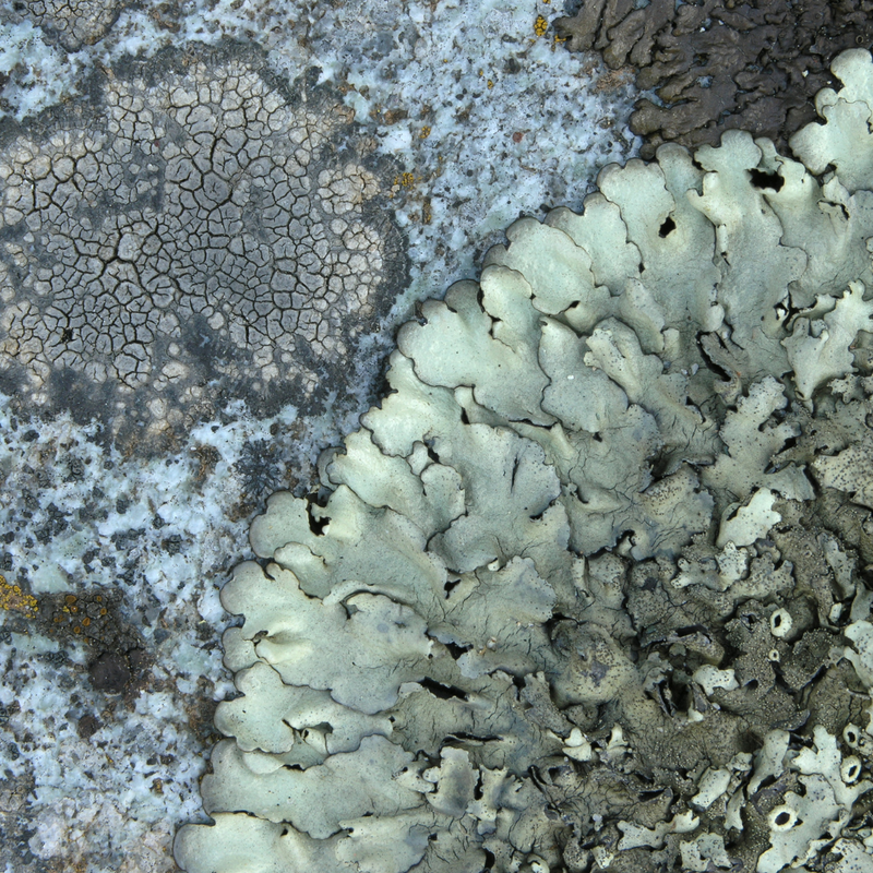 Lichen Collection – Bea